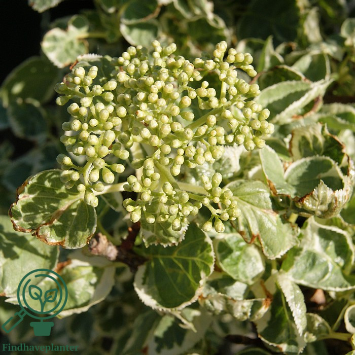 Hydrangea anomala petiolaris ‘Silver Lining’ – Find haveplanter