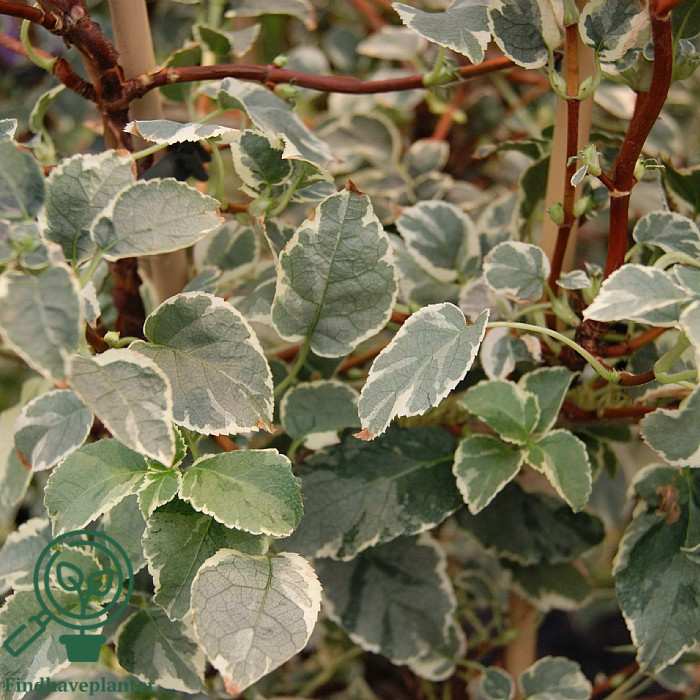 Hydrangea anomala petiolaris ‘Silver Lining’ – Find haveplanter