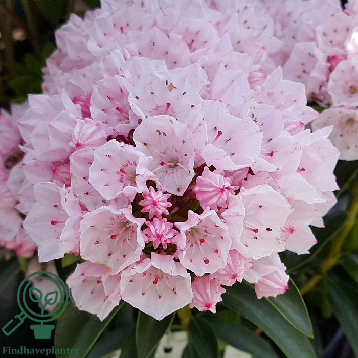 Kalmia latifolia ‘Elf’ – Find haveplanter