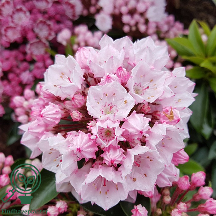 Kalmia latifolia ‘Elf’ – Find haveplanter