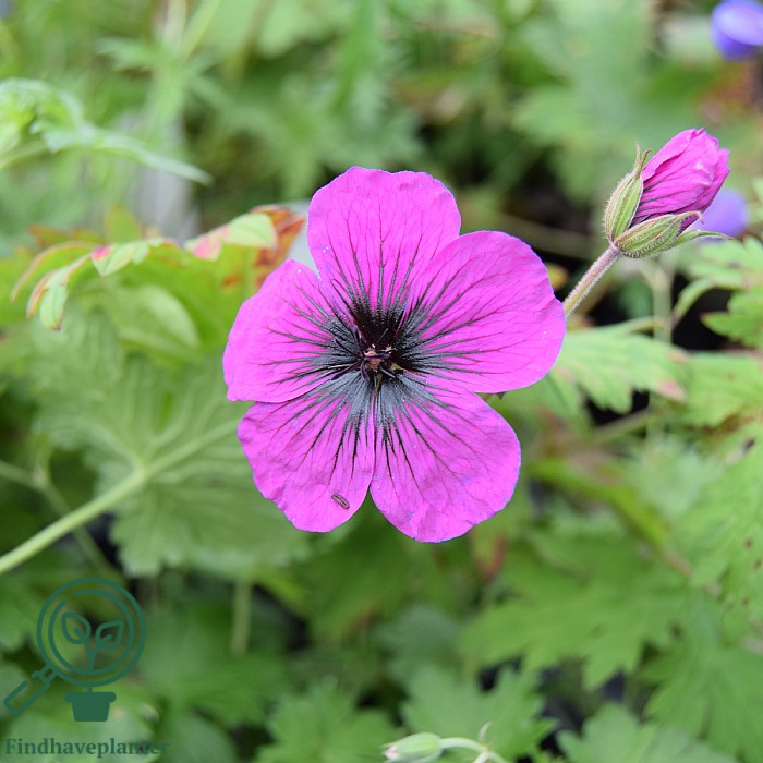 Geranium hybrid ‘Dragon Heart’ – Find haveplanter