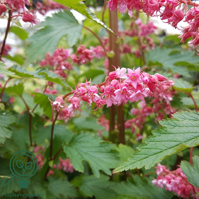 Neillia affinis – Find haveplanter