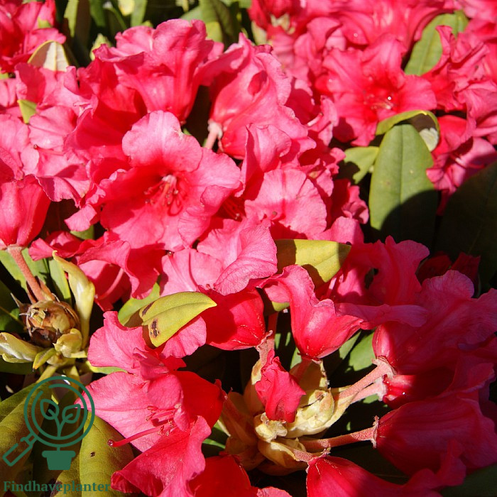 Rhododendron ‘Sweet Sue’ – Find haveplanter