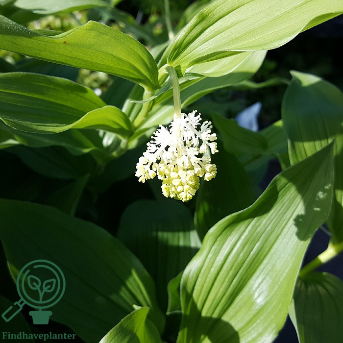 Smilacina racemosa – Find haveplanter