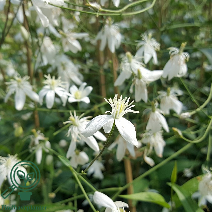 Clematis recta ‘Pamela’ – Find haveplanter