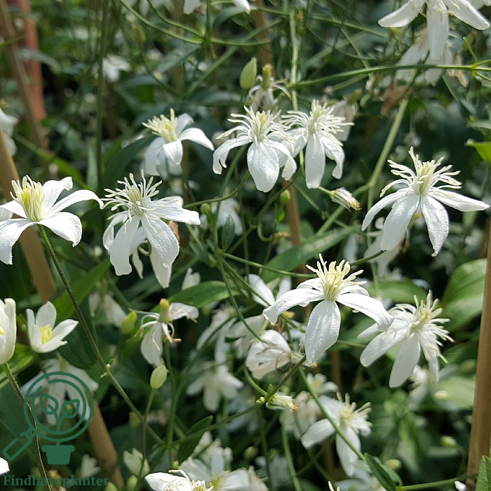 Clematis recta ‘Pamela’ – Find haveplanter