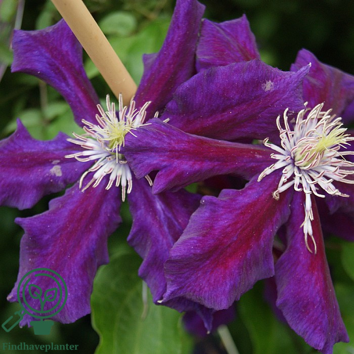 Clematis ‘Julka’ – Find haveplanter