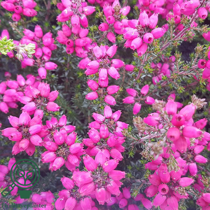 Erica cinerea ‘Stephen Davis’ – Find haveplanter