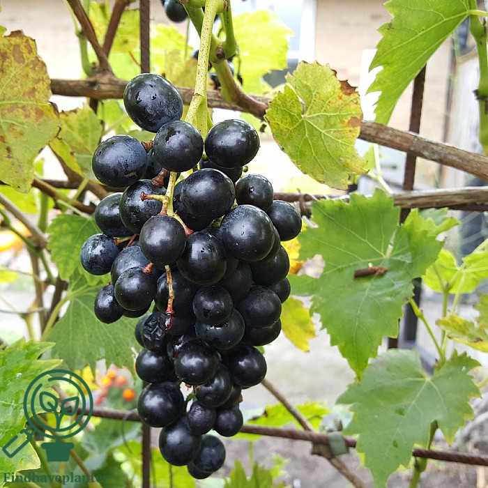 Vitis ‘Muscat Bleu’ – Find haveplanter