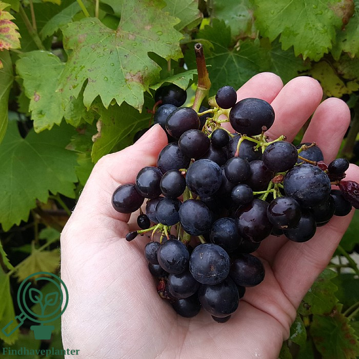Vitis ‘Muscat Bleu’ – Find haveplanter