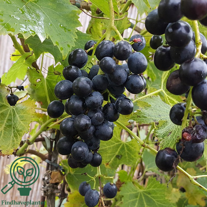 Vitis ‘Muscat Bleu’ – Find haveplanter