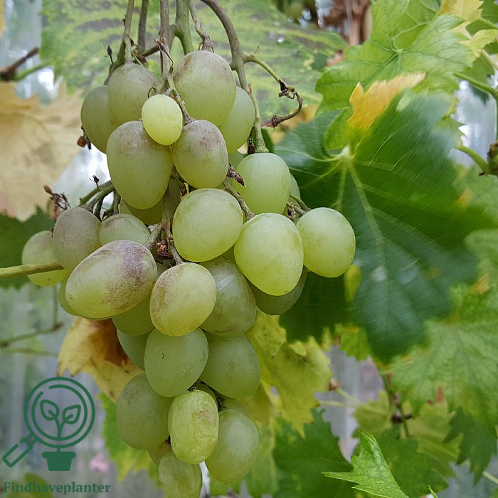 Vitis ‘Juliana’ – Find haveplanter