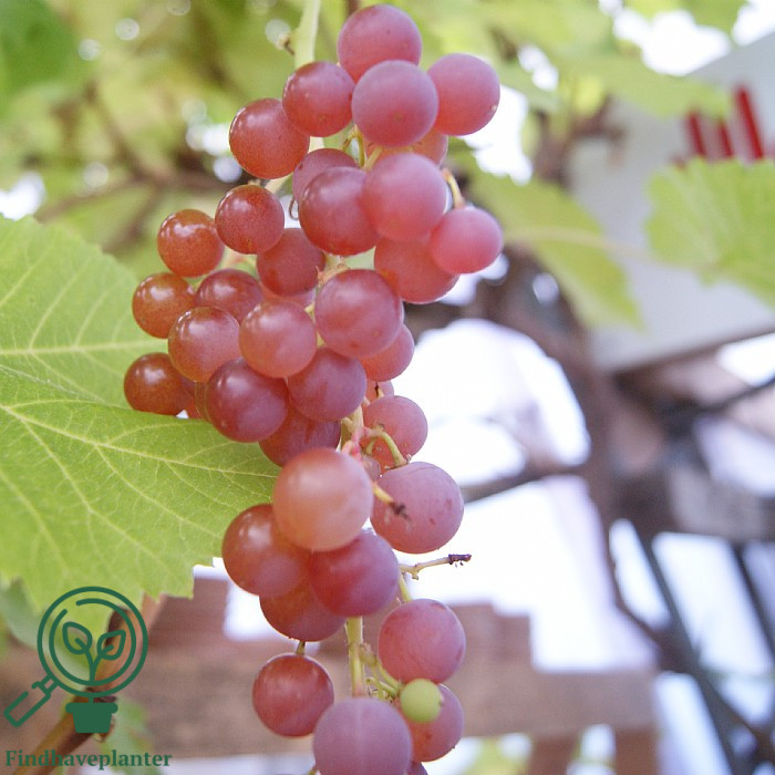 Vitis ‘Suffolk Red’ – Find haveplanter