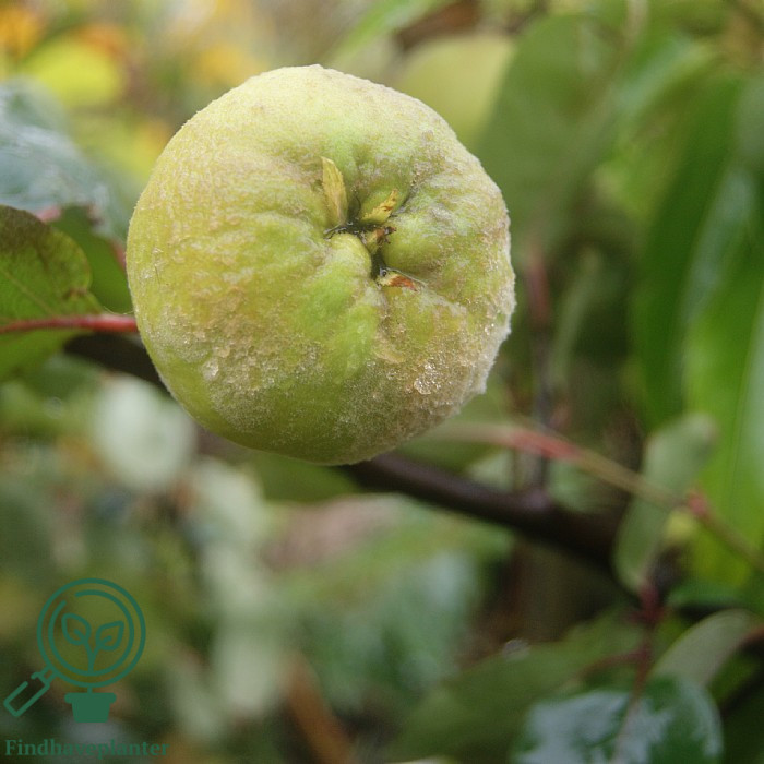 Cydonia oblonga ‘Sobu’ – Find haveplanter