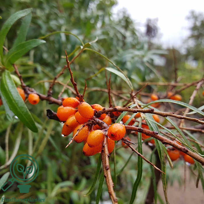 Hippophae rhamnoides ‘Dorana’ – Find haveplanter