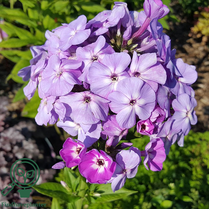Phlox amplifolia ‘Goliath’ – Find haveplanter