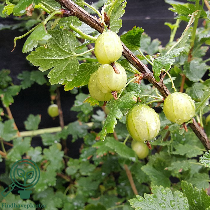 Ribes uva-crispa ‘Easycrisp Lady Sun’ – Find haveplanter