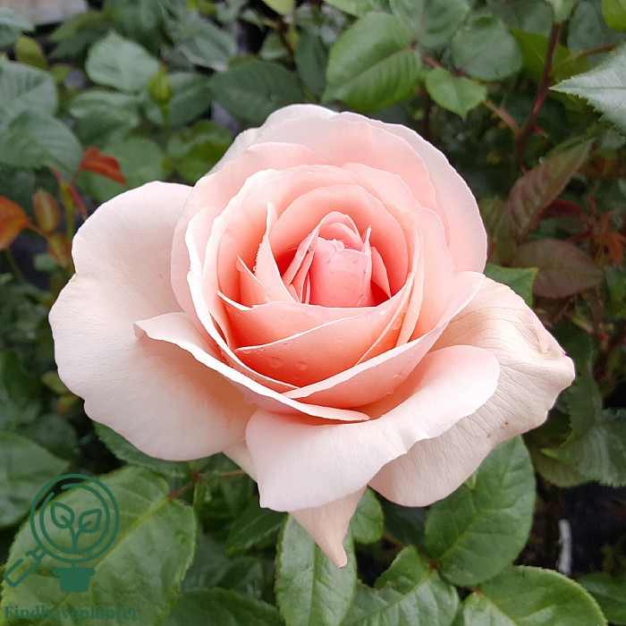 Rosa ‘Aphrodite’ – Find haveplanter