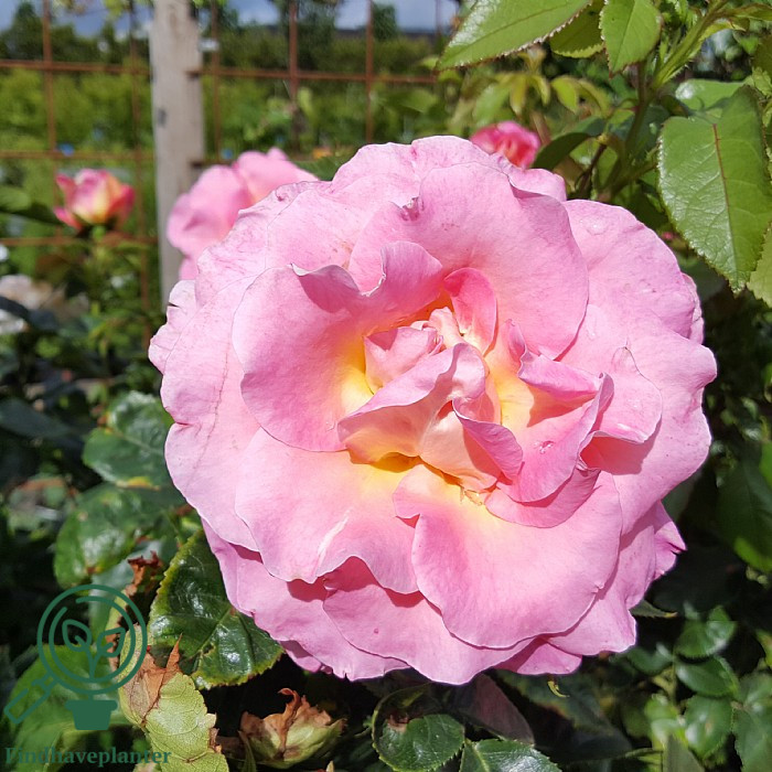 Rosa ‘Inspiration’ – Find haveplanter