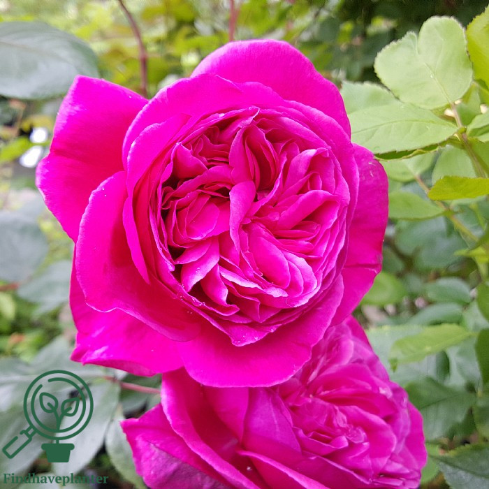 Rosa ‘Natalie Renaissance’ – Find haveplanter