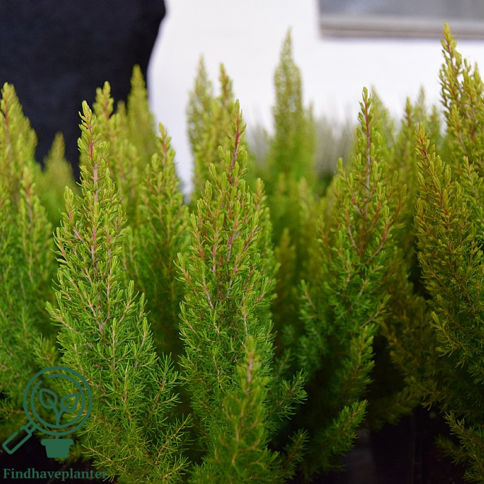 Erica arborea ‘Estrella Gold’ – Find haveplanter