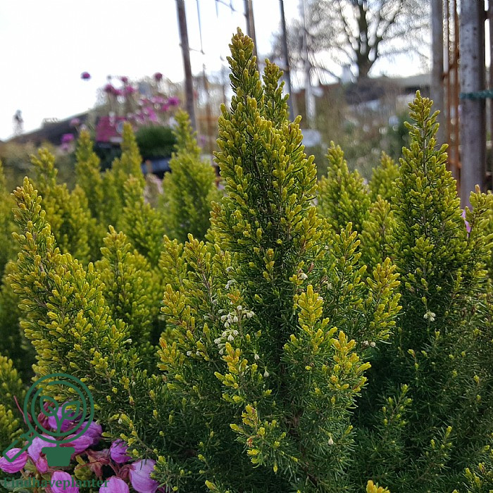 Erica arborea ‘Estrella Gold’ – Find haveplanter