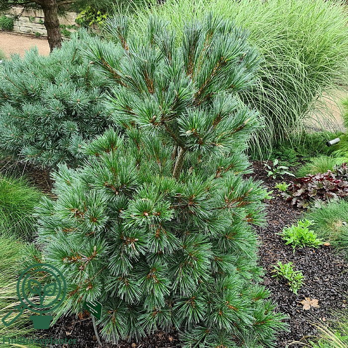 Pinus strobus ‘Macopin’ – Find haveplanter