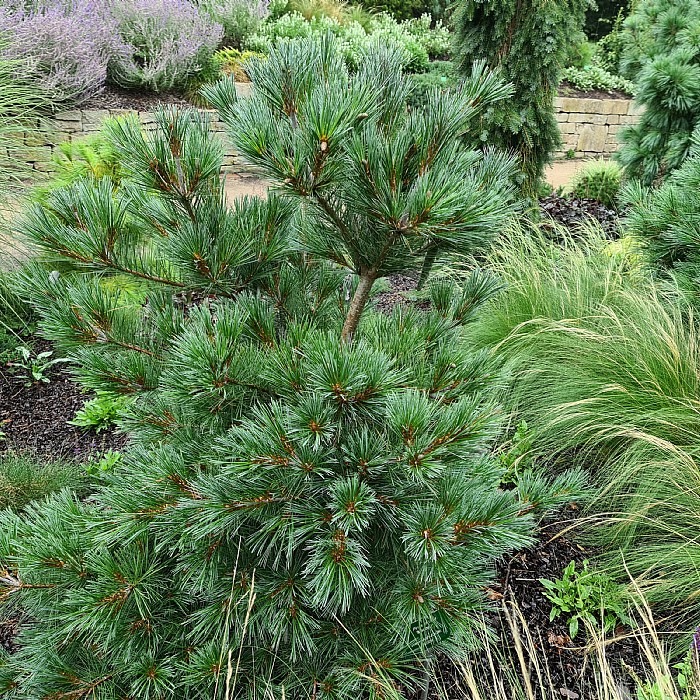 Pinus strobus ‘Macopin’ – Find haveplanter