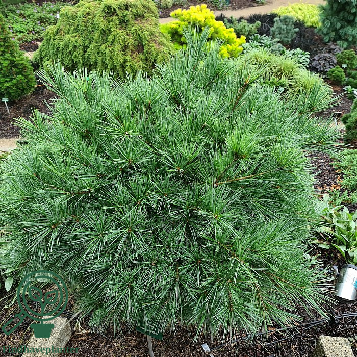 Pinus strobus ‘Minima’ – Find haveplanter