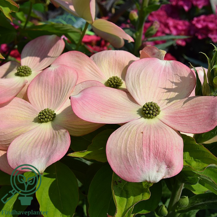 Cornus x rutgersensis ‘Stellar Pink’ – Find haveplanter