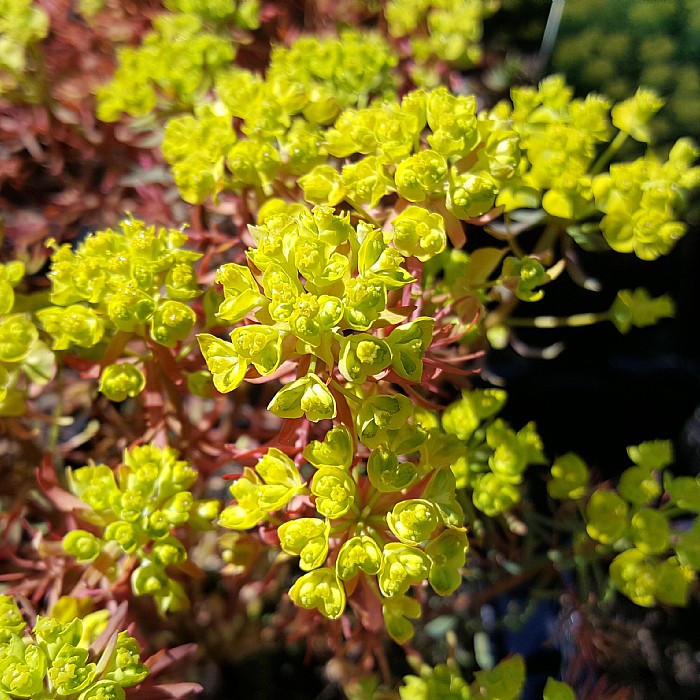 Euphorbia cyparissias ‘Fens Ruby’ – Find haveplanter