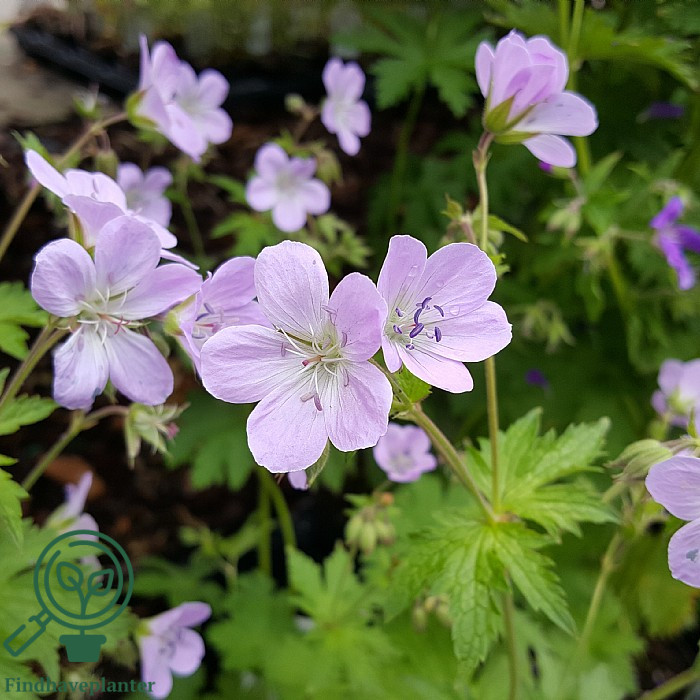 Geranium sylvaticum ‘Ice Blue’ – Find haveplanter