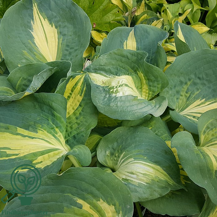 Hosta ‘Dream Queen’ – Find haveplanter