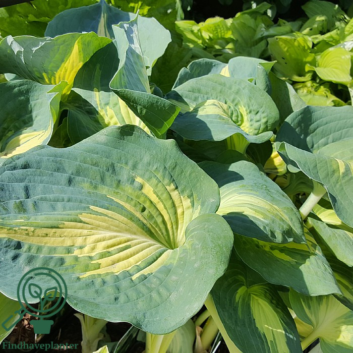 Hosta ‘Dream Queen’ – Find haveplanter