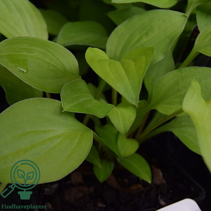 Hosta ‘Hydon Sunset’ – Find haveplanter