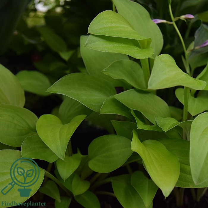 Hosta ‘Hydon Sunset’ – Find haveplanter