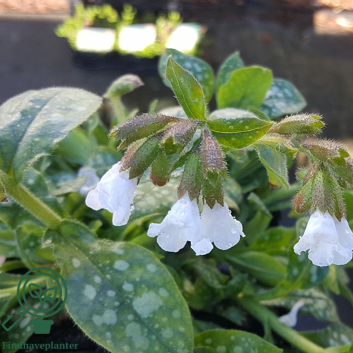 Pulmonaria officinalis ‘Sissinghurst White’ – Find haveplanter