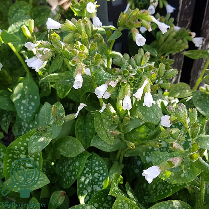 Pulmonaria officinalis ‘Sissinghurst White’ – Find haveplanter