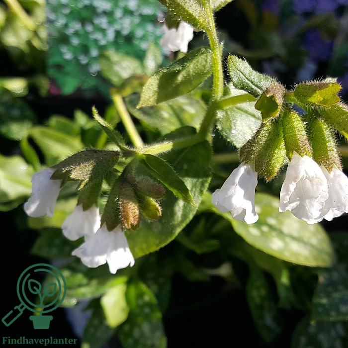 Pulmonaria officinalis ‘Sissinghurst White’ – Find haveplanter