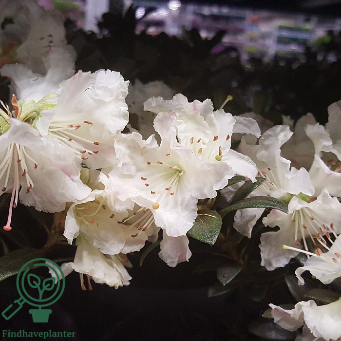 Rhododendron ‘Cream Crest’ – Find haveplanter