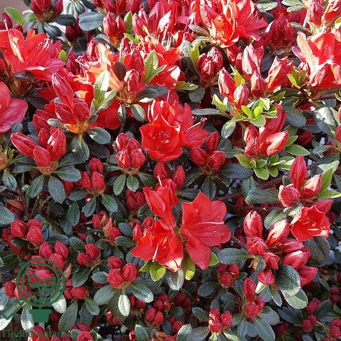Rhododendron ‘Fridoline’ – Find haveplanter