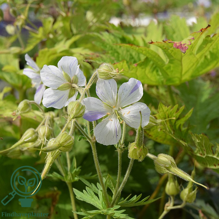 Geranium pratense ‘Galactic’ – Find haveplanter
