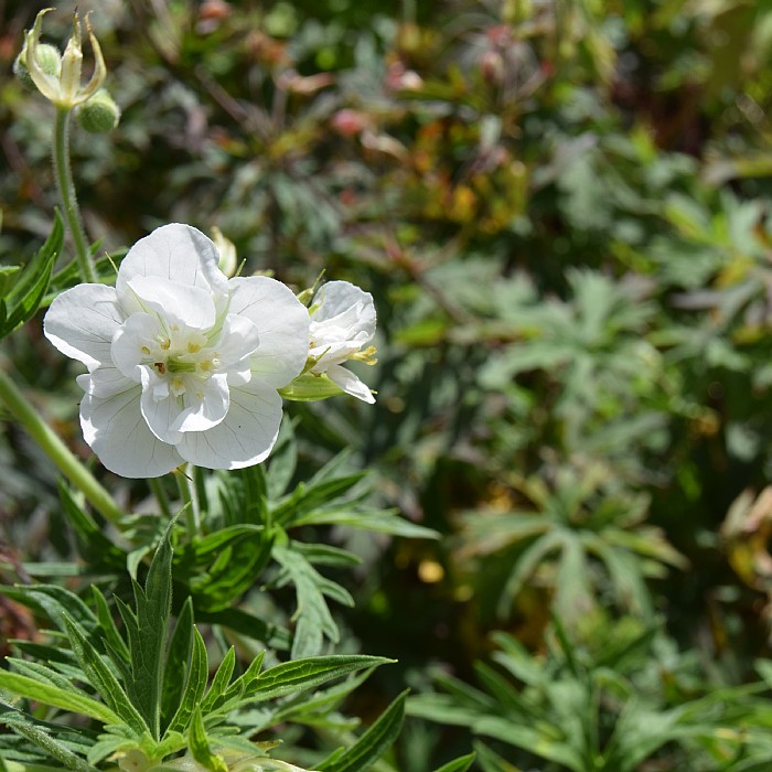 Geranium pratense ‘Laura’ – Find haveplanter