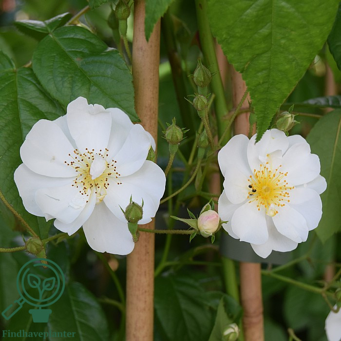 Rosa ‘Bobbie James’ – Find haveplanter