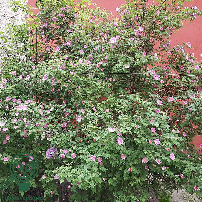 Rosa canina – Find haveplanter