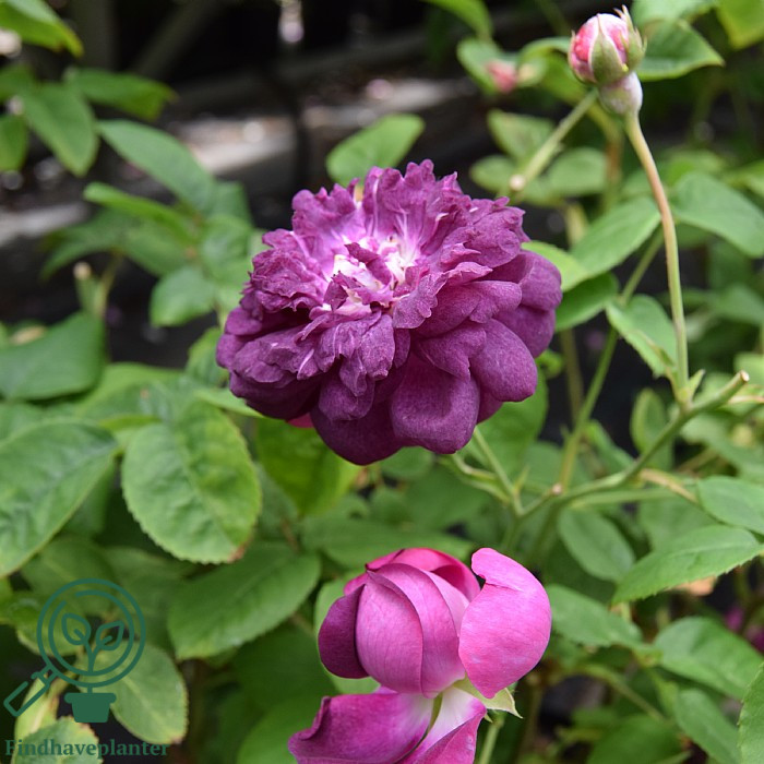 Rosa ‘Cardinal de Richelieu’ – Find haveplanter