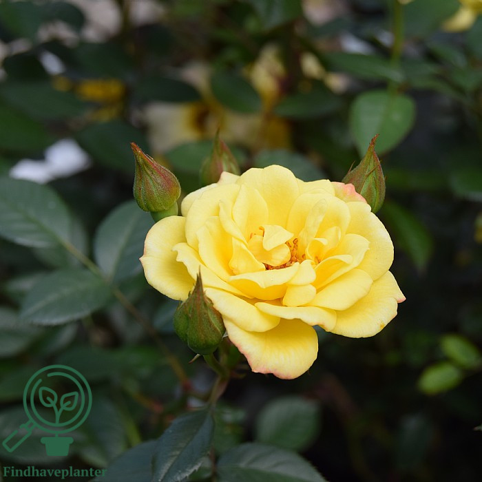 Rosa ‘Laura Ford’ – Find haveplanter