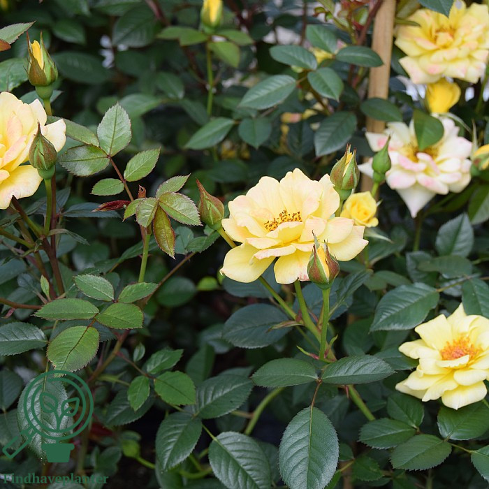 Rosa ‘Laura Ford’ – Find haveplanter