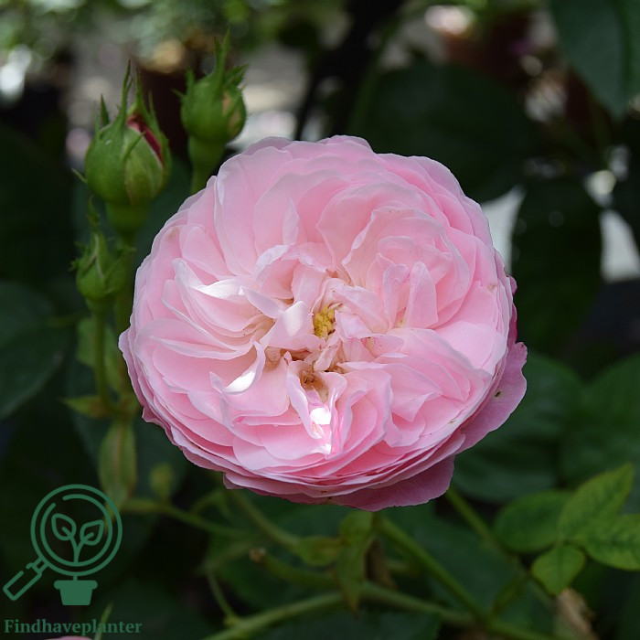 Rosa ‘Mayor of Casterbridge’ – Find haveplanter