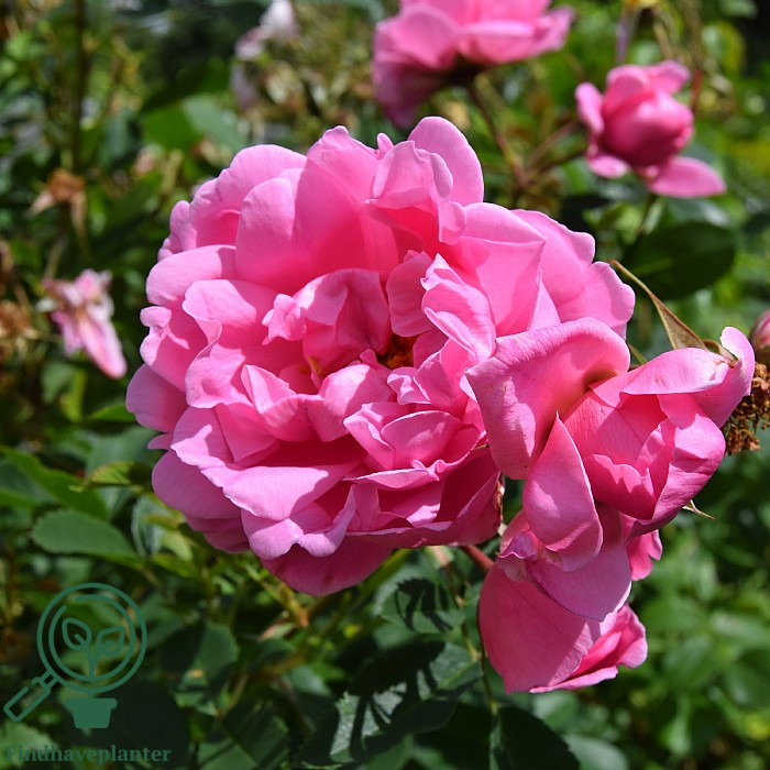 Rosa ‚Prairie Dawn‛ – Find haveplanter